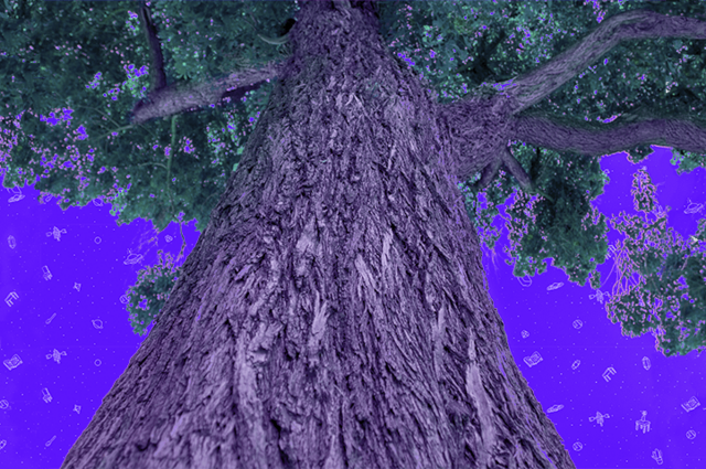 Big Strong Tree - OMORI Wiki
